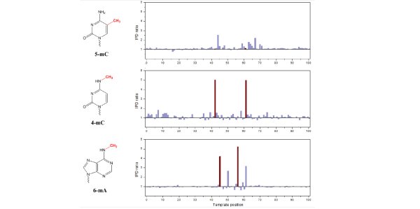 Dna Base Modification Detection Using Single Molecule Real Time Sequencing